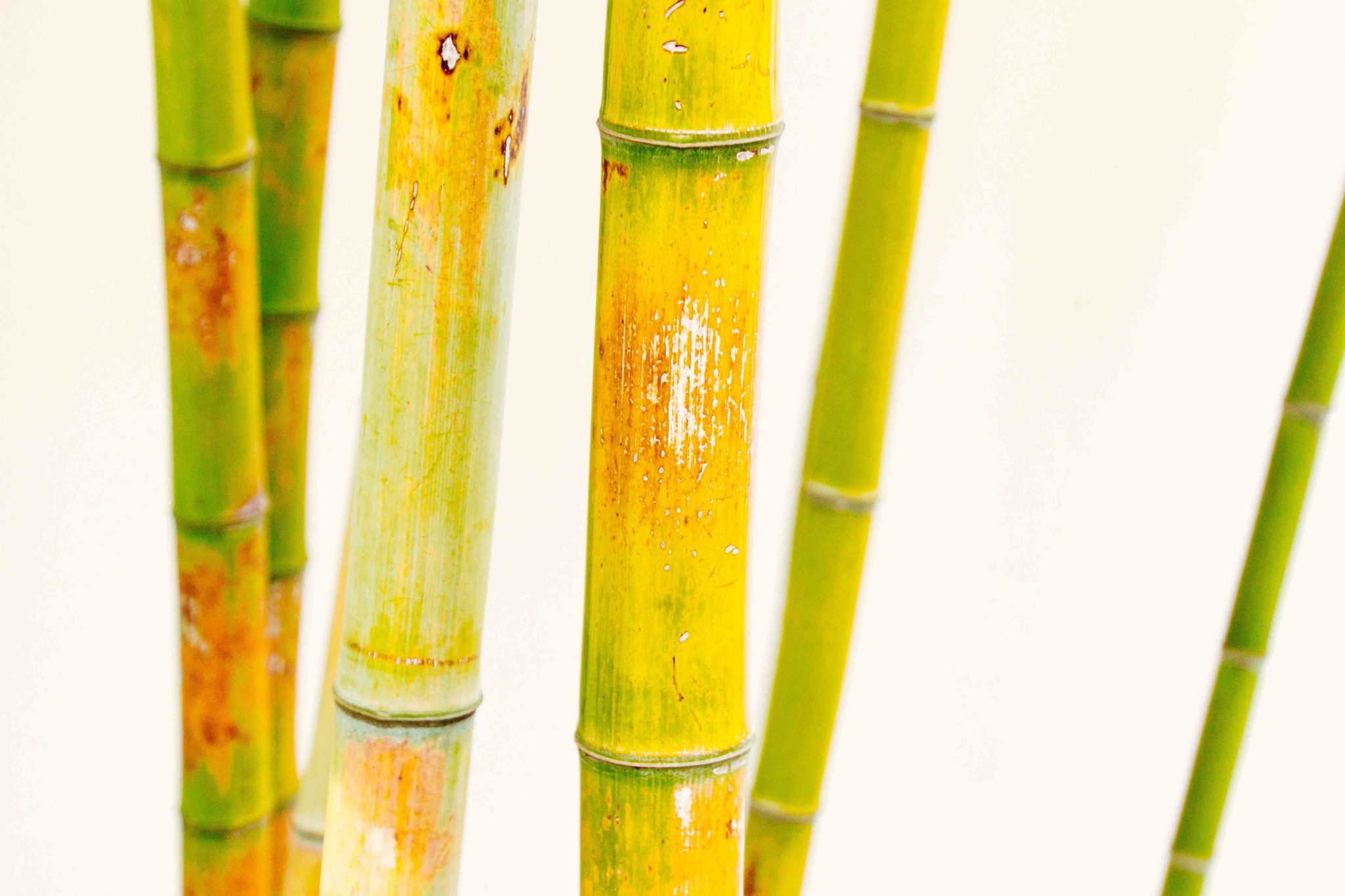 Bamboo vs. Plastic – Why is bamboo better? - Zero Waste