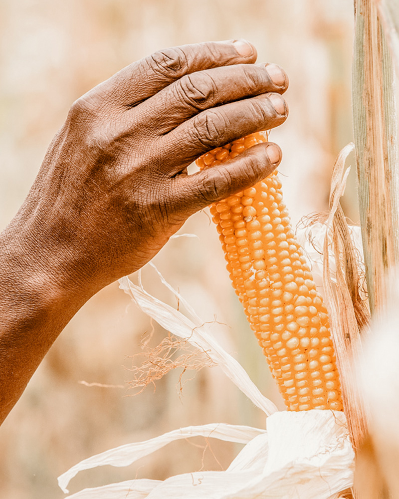 The Zero-Waste Materials Series — Cornstarch - Zero Waste