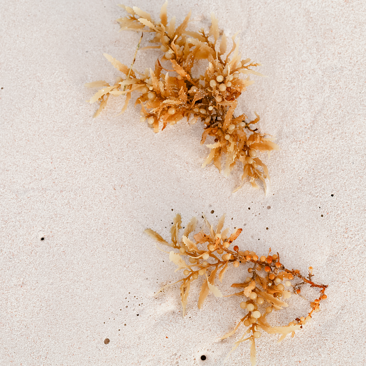 The Zero-Waste Materials Series - Algae - Zero Waste